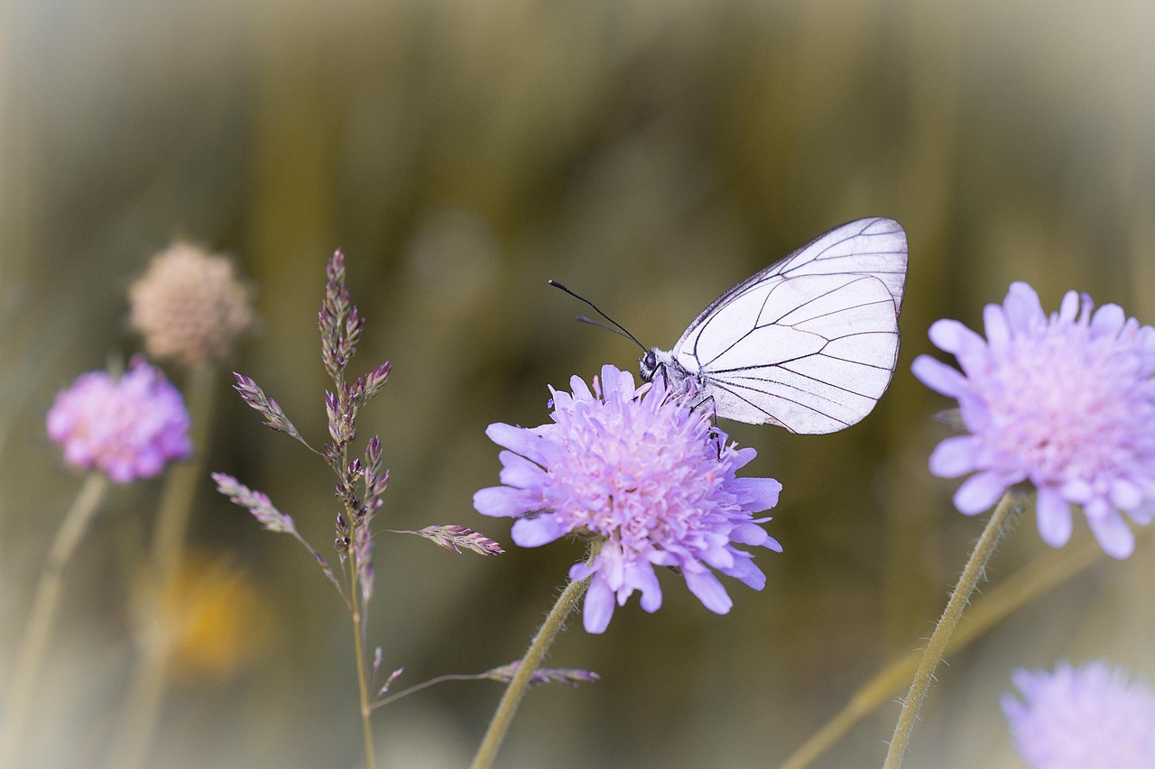 Mariposa Blanco Blanca - Foto gratis en Pixabay - Pixabay