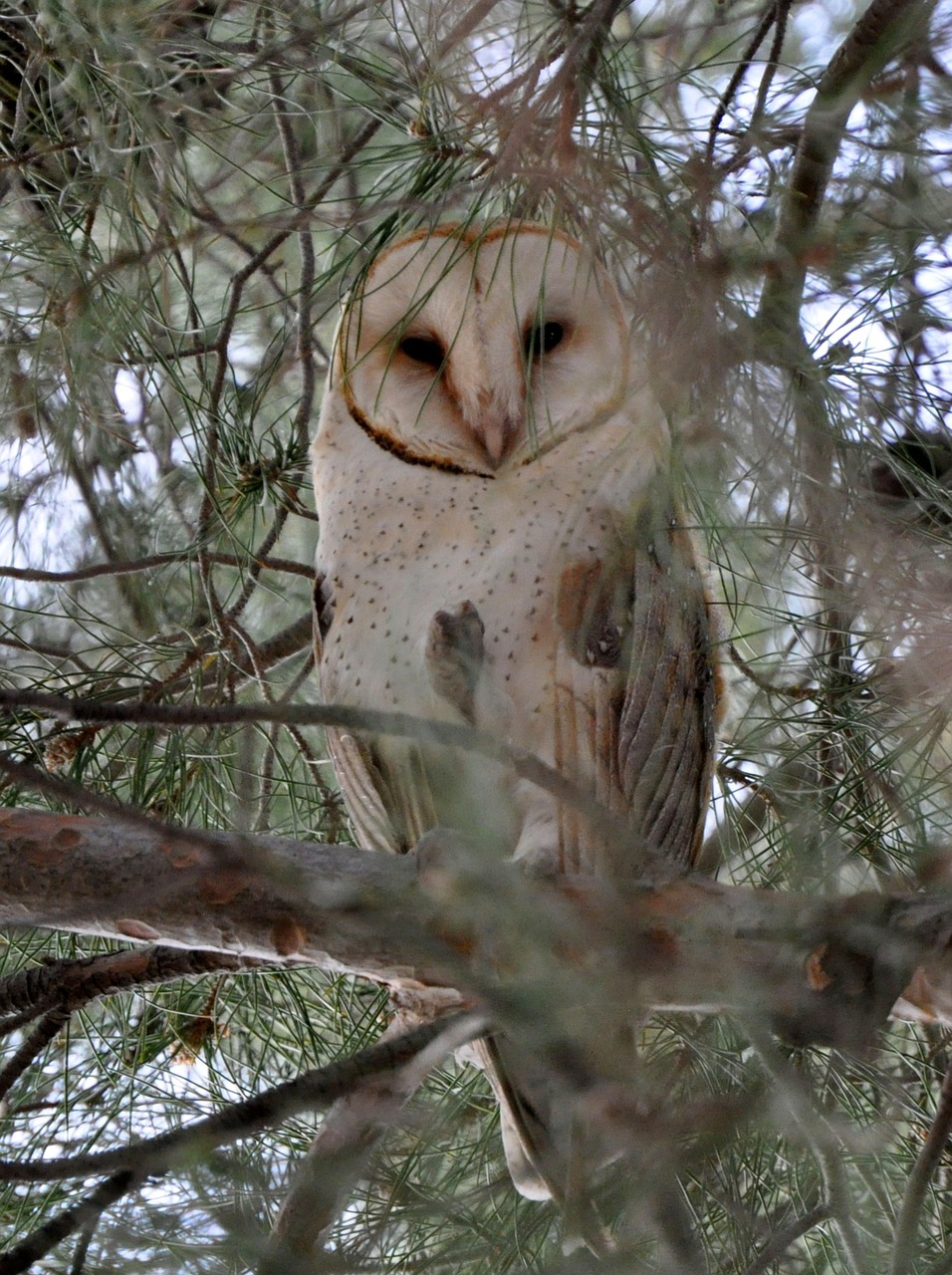 Owl Nature Bird - Free photo on Pixabay