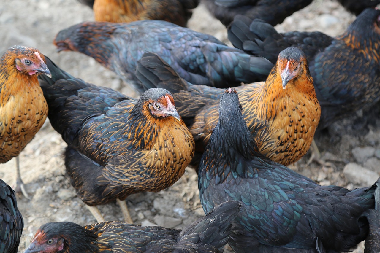 300+ Free Chicken Wings & Chicken Images - Pixabay