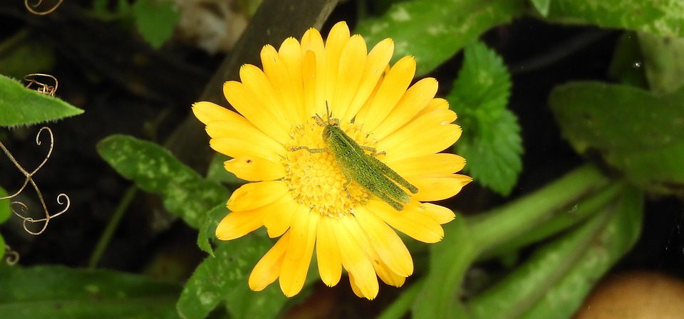 Insecto Grillo Flor - Foto gratis en Pixabay - Pixabay