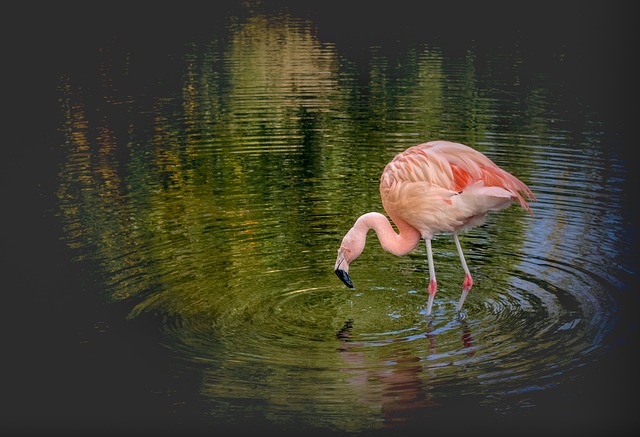 Animal Pico Hermosa - Foto gratis en Pixabay - Pixabay