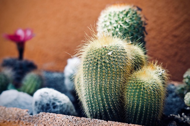 Over 50.000 gratis billeder for Fede Baggrunde og Natur - Pixabay
