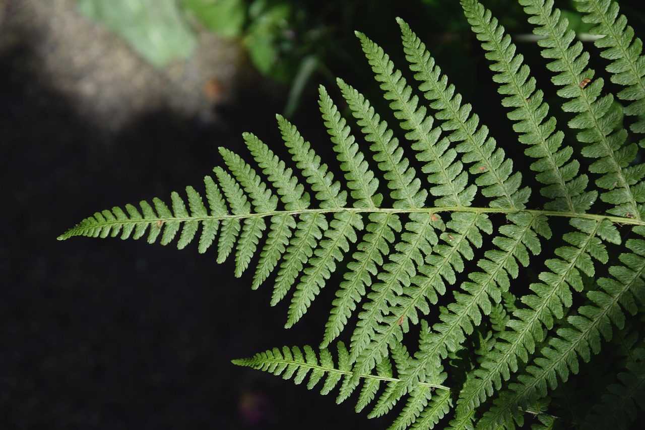 Fern Leaf Plant - Free photo on Pixabay - Pixabay