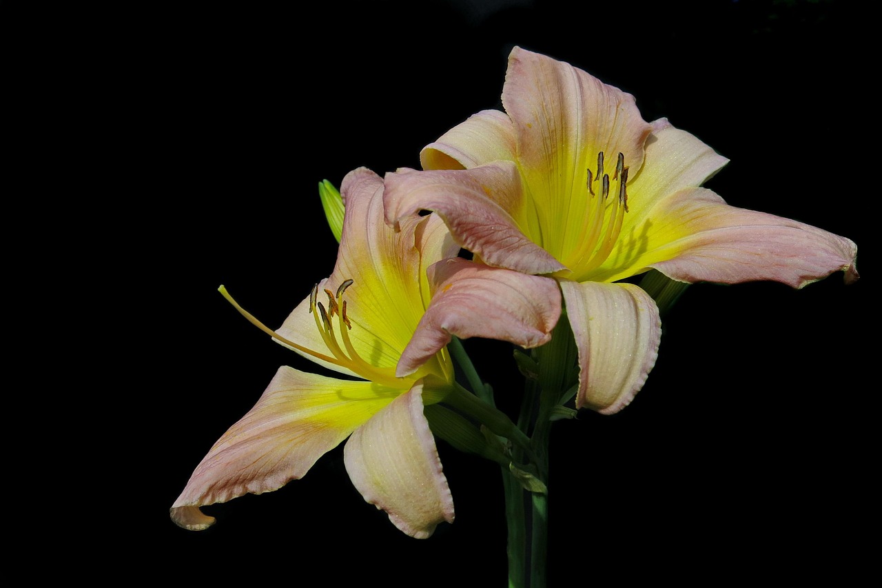 Azucena Rosa Suave Großblumige - Foto gratis en Pixabay - Pixabay