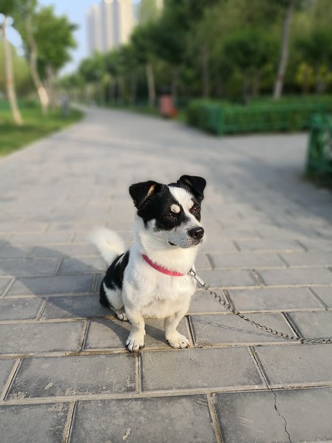 Perro Collar Ladrillos - Foto gratis en Pixabay - Pixabay