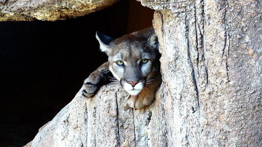 100+ kostenlose Puma & Tier Fotos - Pixabay