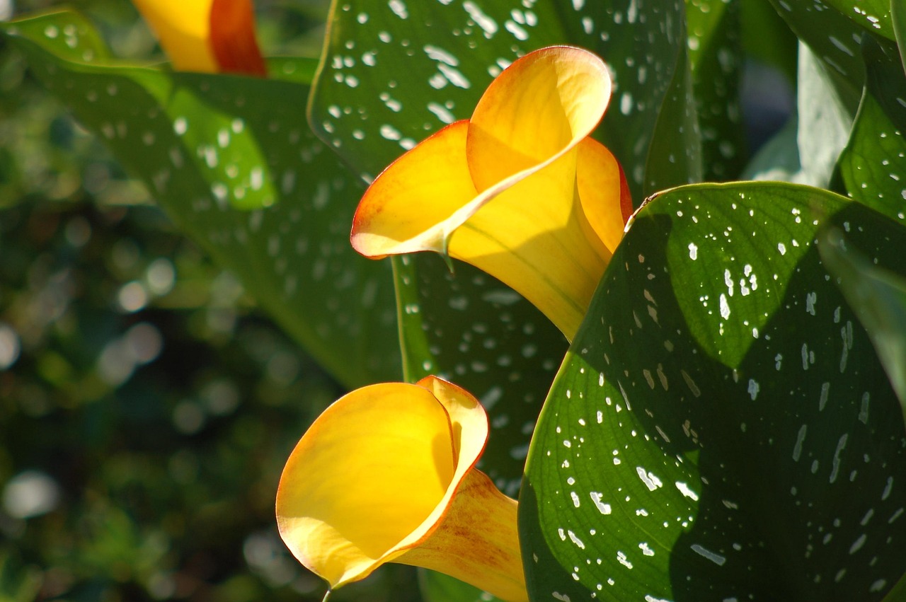 10,000+ Free Calla Lily & Nature Images - Pixabay