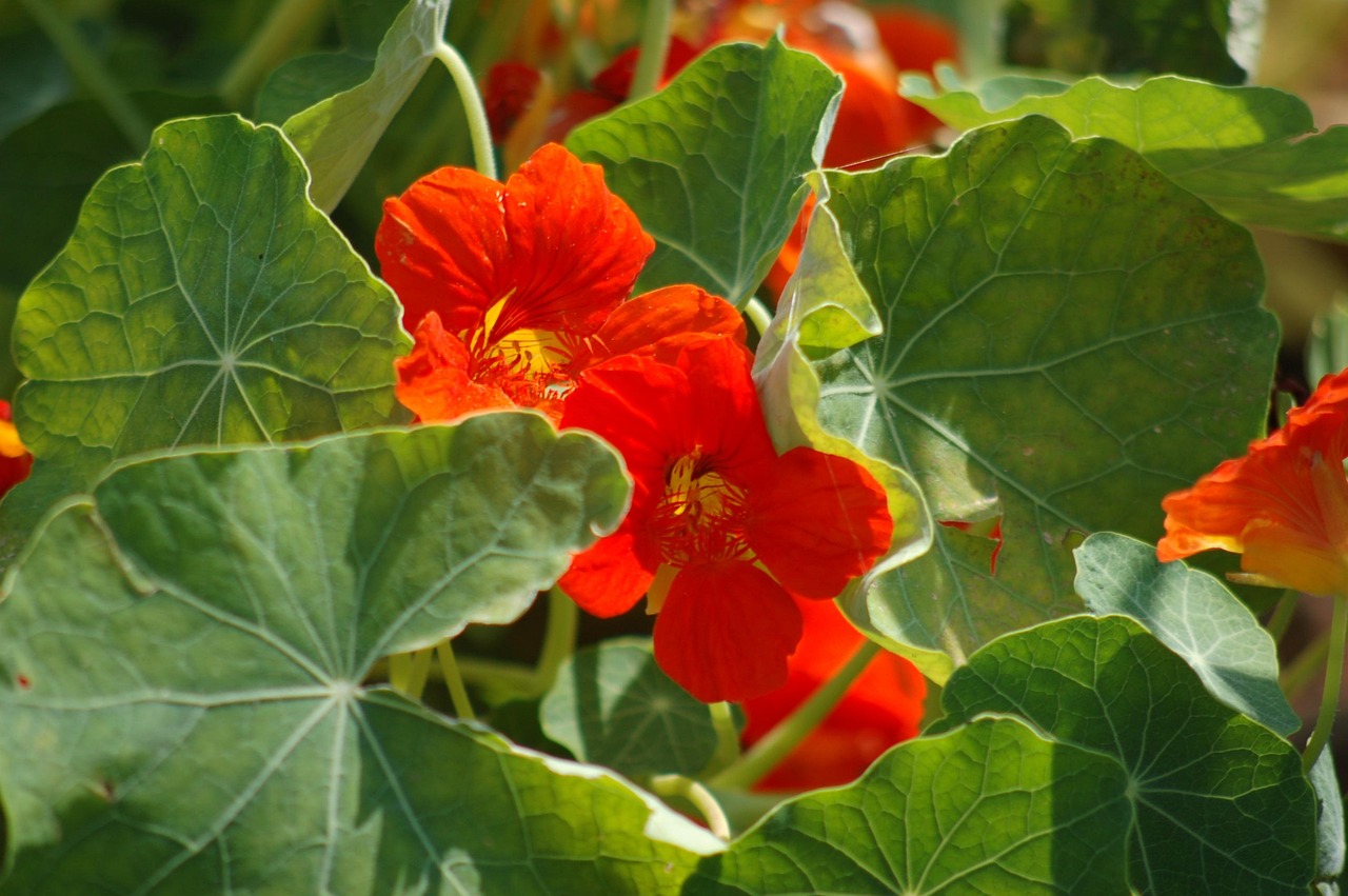 Plus de 400 images de Capucine et de Nature - Pixabay