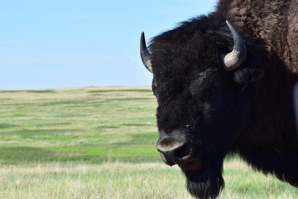 Buffalo Bison - Free photo on Pixabay