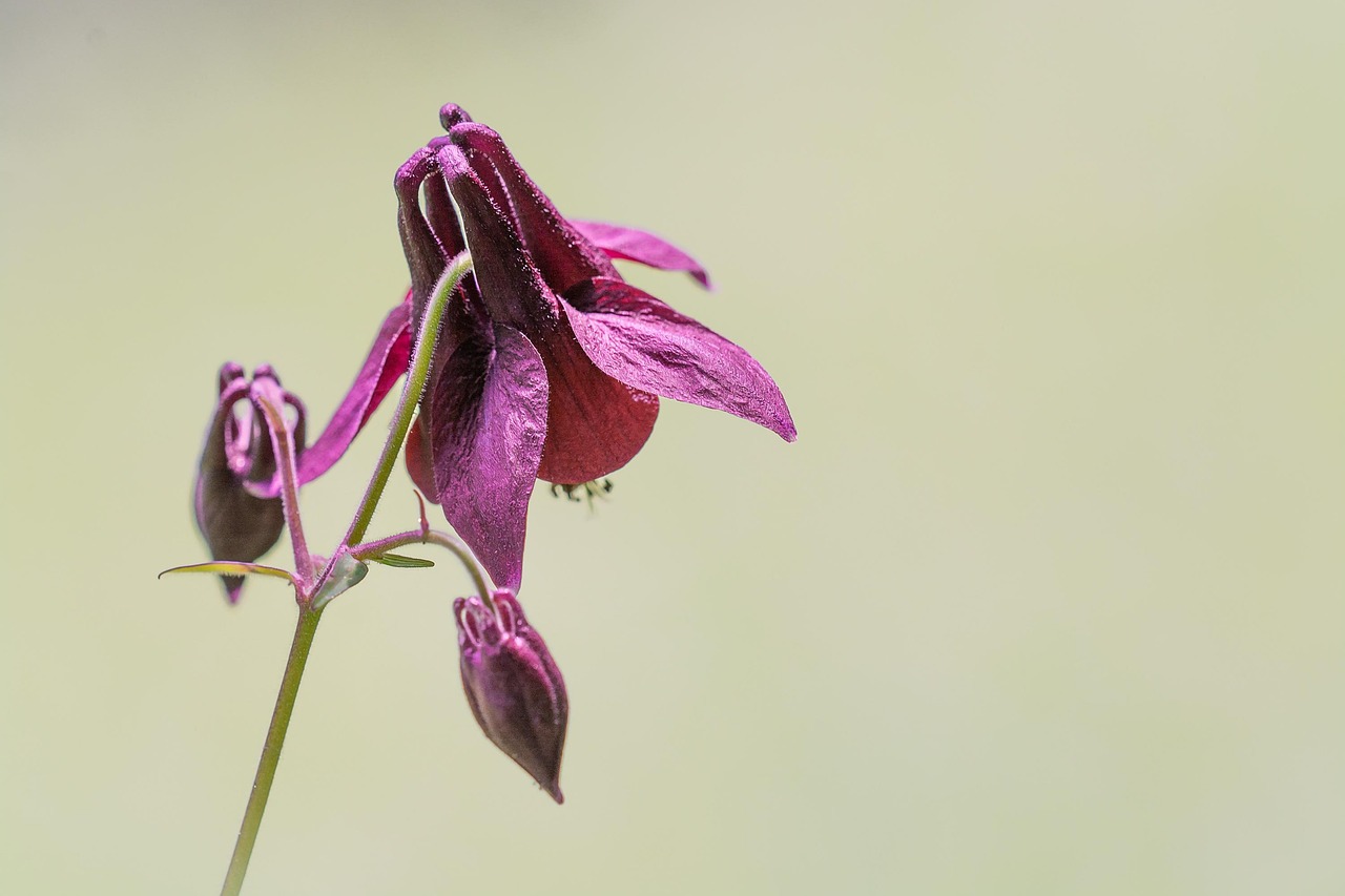 Columbia Pink Columbine - Free photo on Pixabay - Pixabay