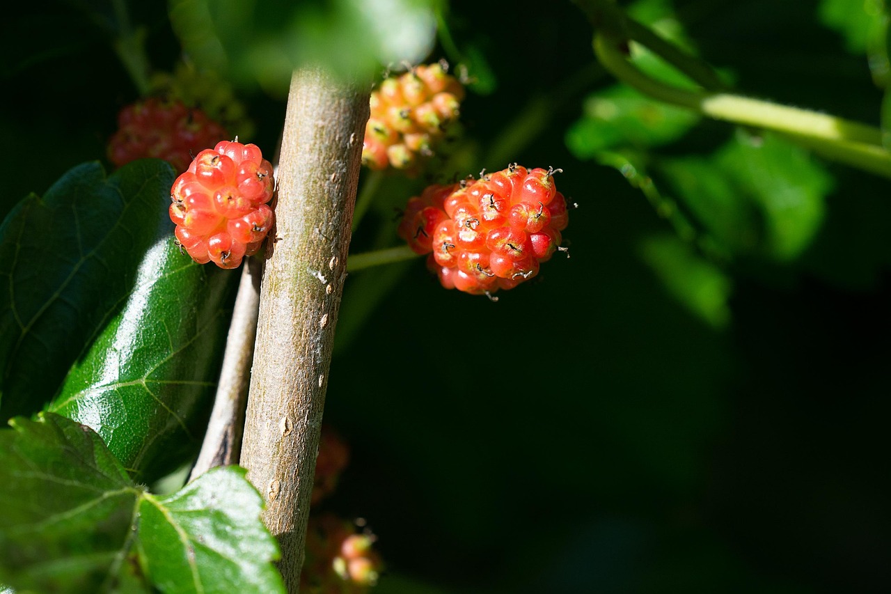 Mulberries Immature Maturation - Free photo on Pixabay - Pixabay