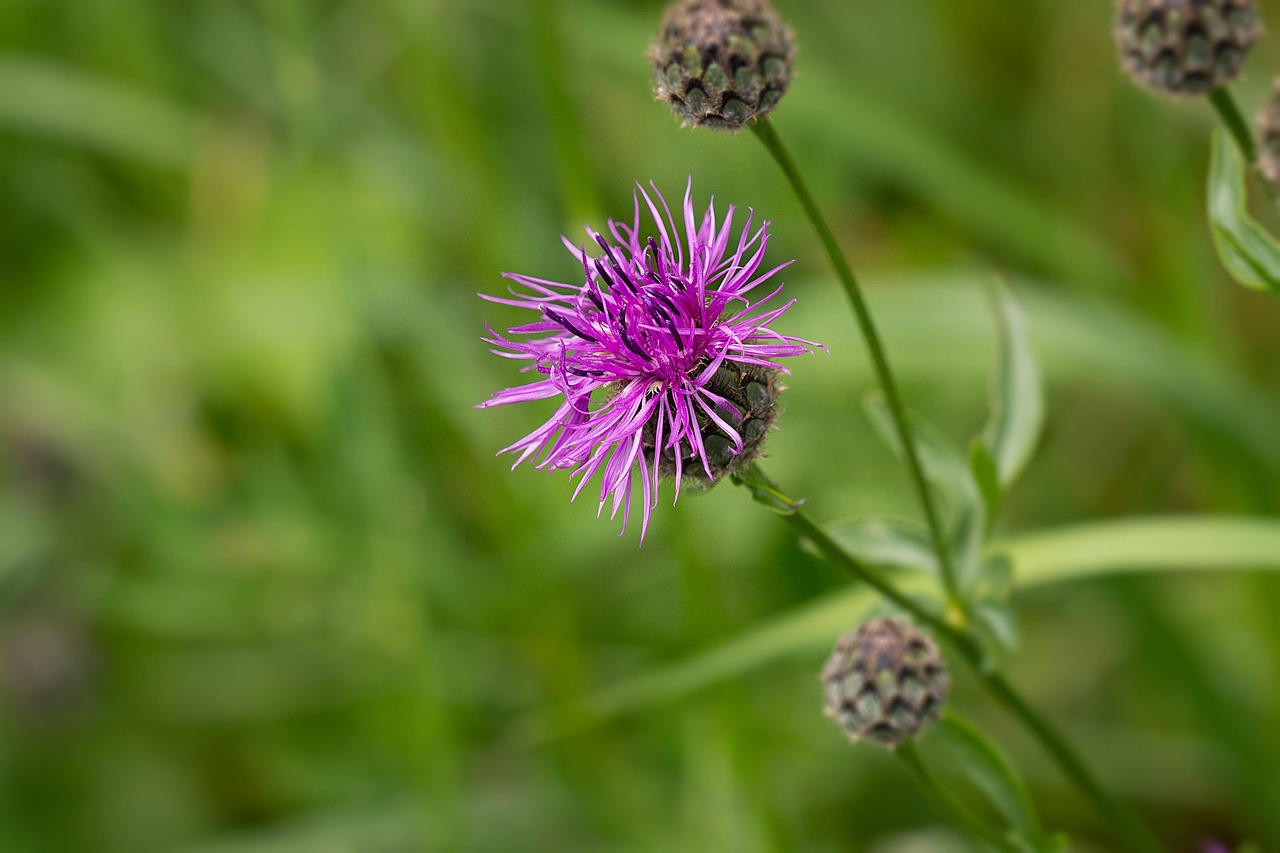 Rumput Gandum Ungu Bunga Runcing - Foto gratis di Pixabay - Pixabay