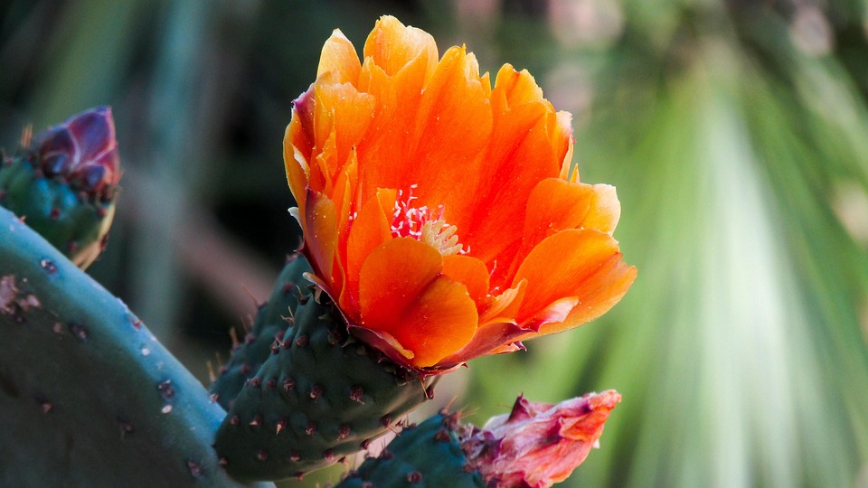 Flor De Cactus - Foto gratis en Pixabay - Pixabay