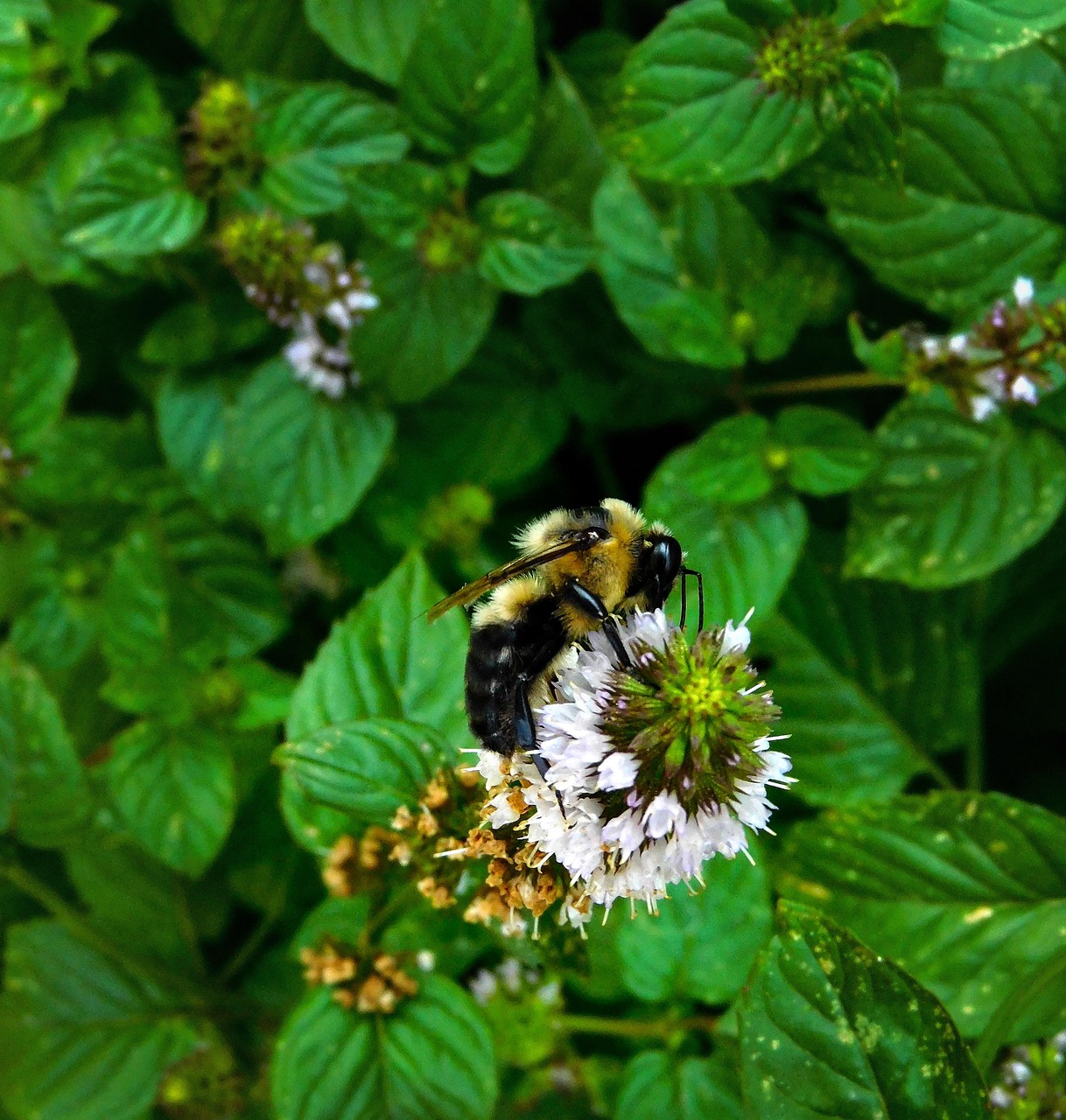 Abeja Naturaleza Insecto - Foto gratis en Pixabay - Pixabay