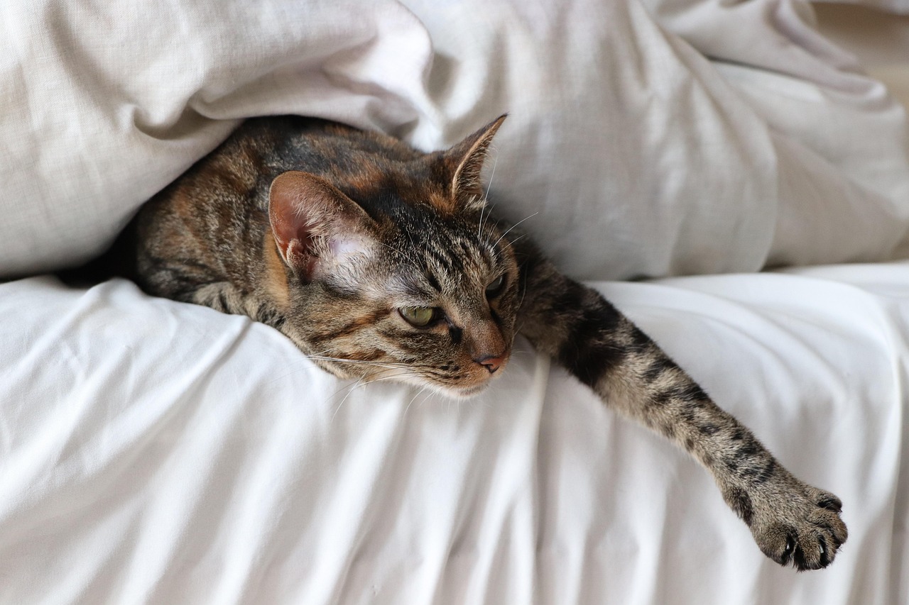 Cat Die Take A Nap - Free photo on Pixabay