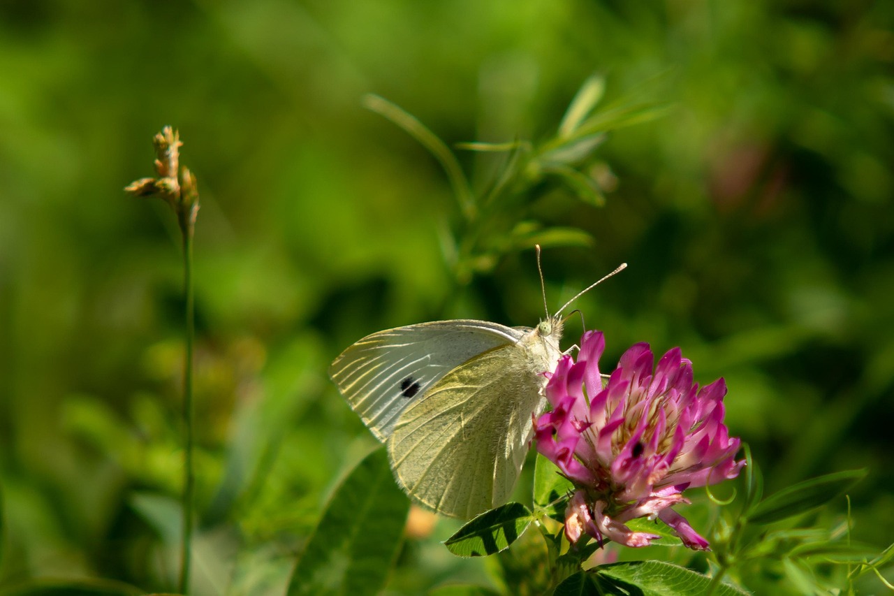 Papillon Blanche Fleur - Photo gratuite sur Pixabay - Pixabay