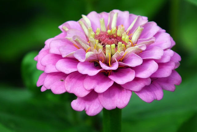 Bunga Zinnia Closeup - Foto gratis di Pixabay - Pixabay