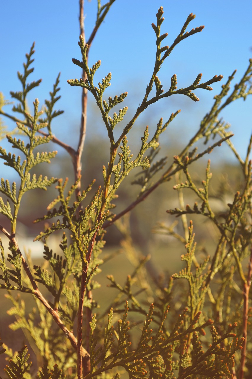 Bush Green Nature - Free photo on Pixabay - Pixabay