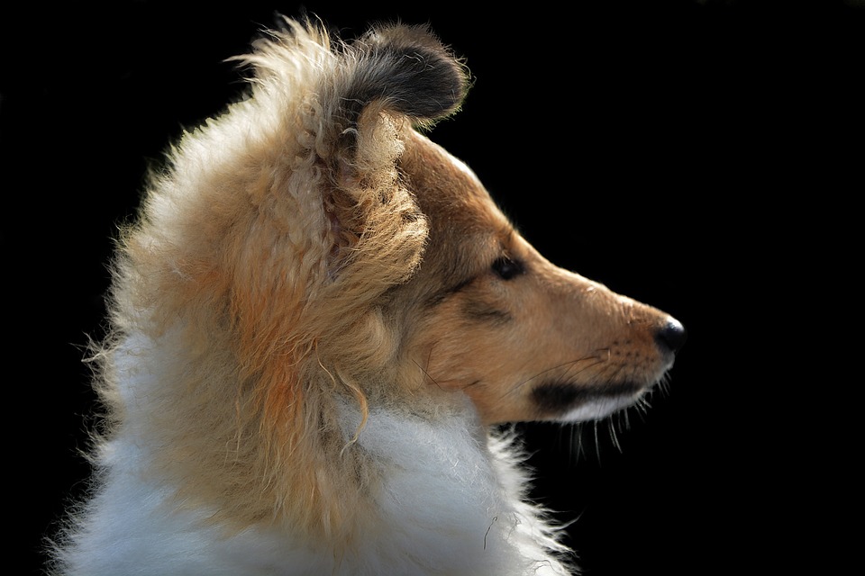 Dog Colli Isolated Domestic - Free photo on Pixabay Dog Colli Isolated Domestic - Free photo on Pixabay