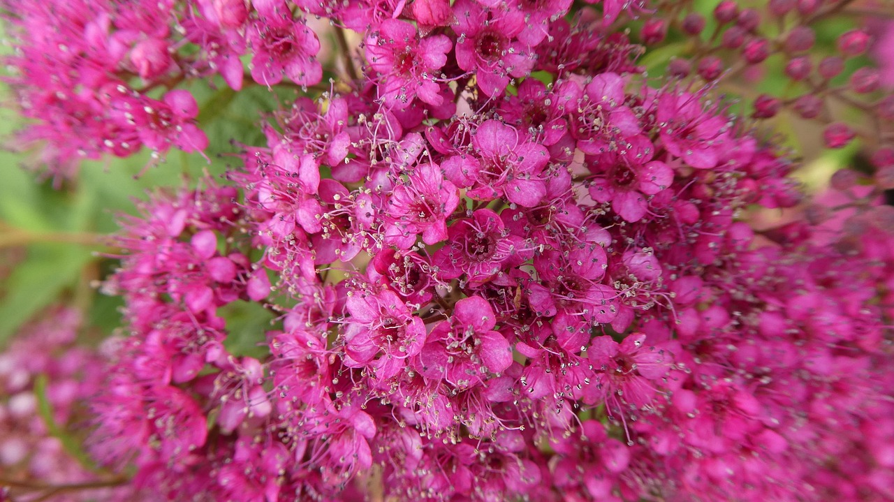 Pink Flowers Shrub Spring - Free photo on Pixabay