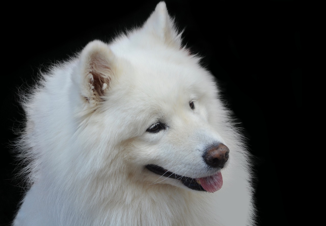 Cachorro Isolado Animal Doméstico - Foto gratuita no Pixabay - Pixabay