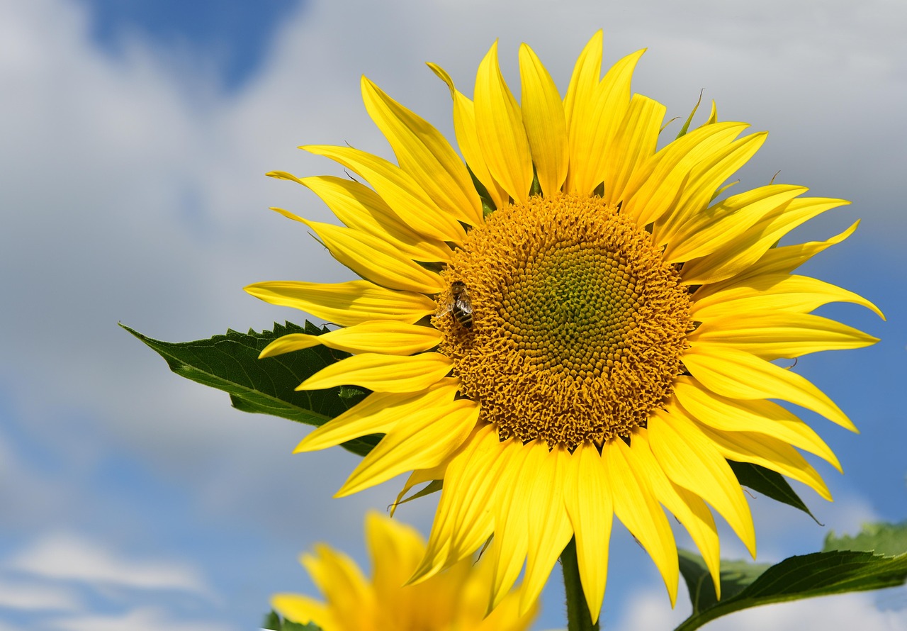 Sunflower Field Heaven - Free photo on Pixabay