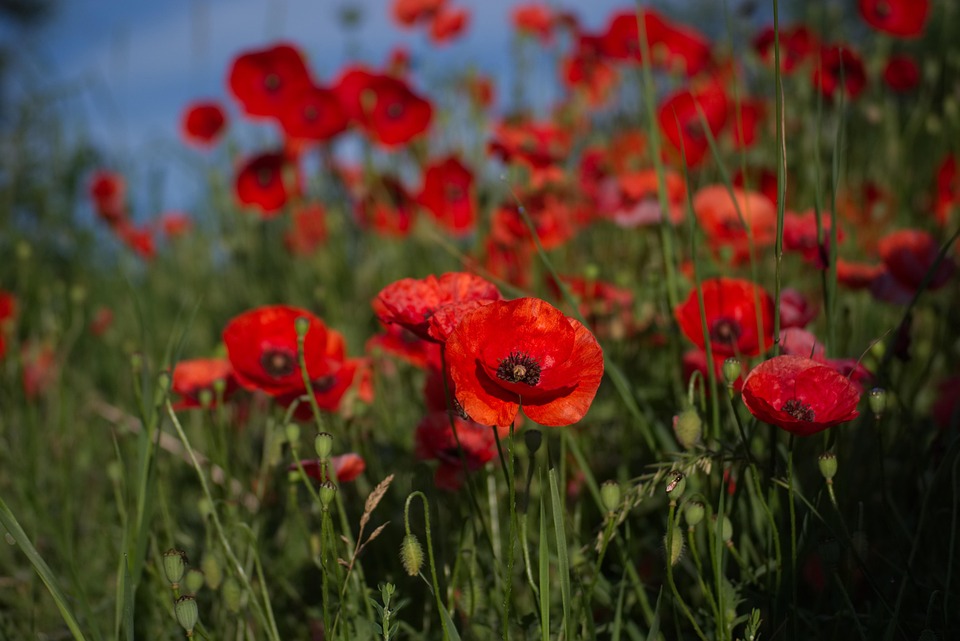 Opium Bunga Merah Poppy - Foto gratis di Pixabay - Pixabay