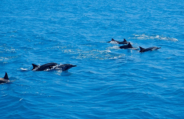 Delfín Marine Animal Los Mamíferos - Foto gratis en Pixabay - Pixabay