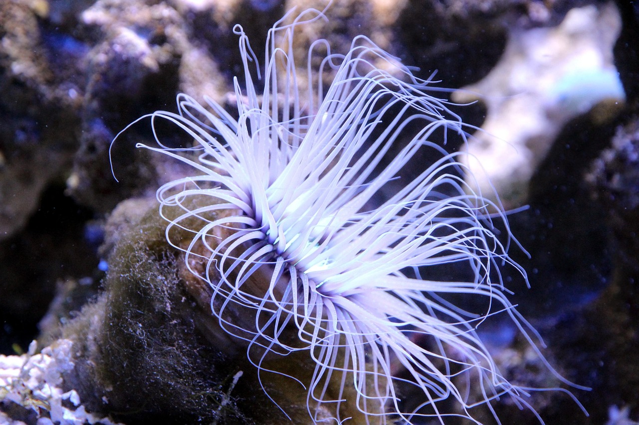 Cerianthus Tubular Anemone Tube - Free photo on Pixabay