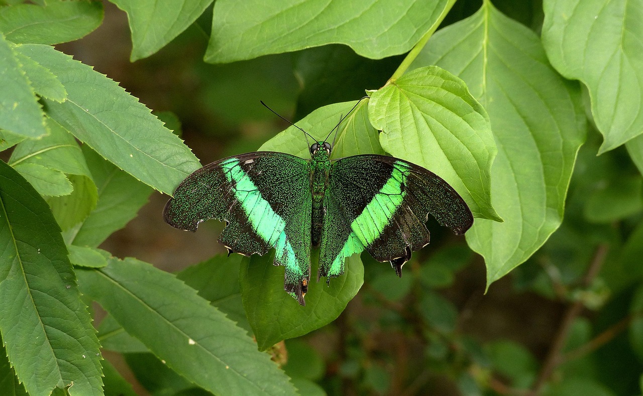 Mariposa El Verde De La - Foto gratis en Pixabay - Pixabay