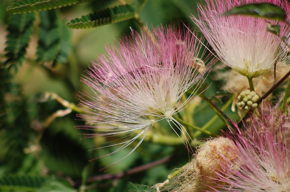 Akasia Konstantinopel Gaggia - Foto gratis di Pixabay
