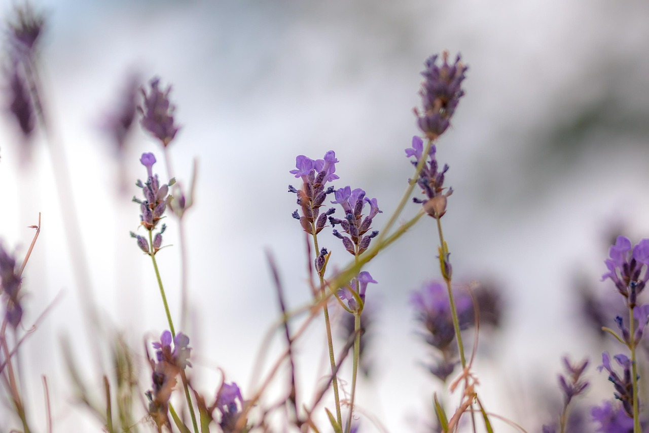 Lavanda Roxa Flor Flores De - Foto gratuita no Pixabay - Pixabay