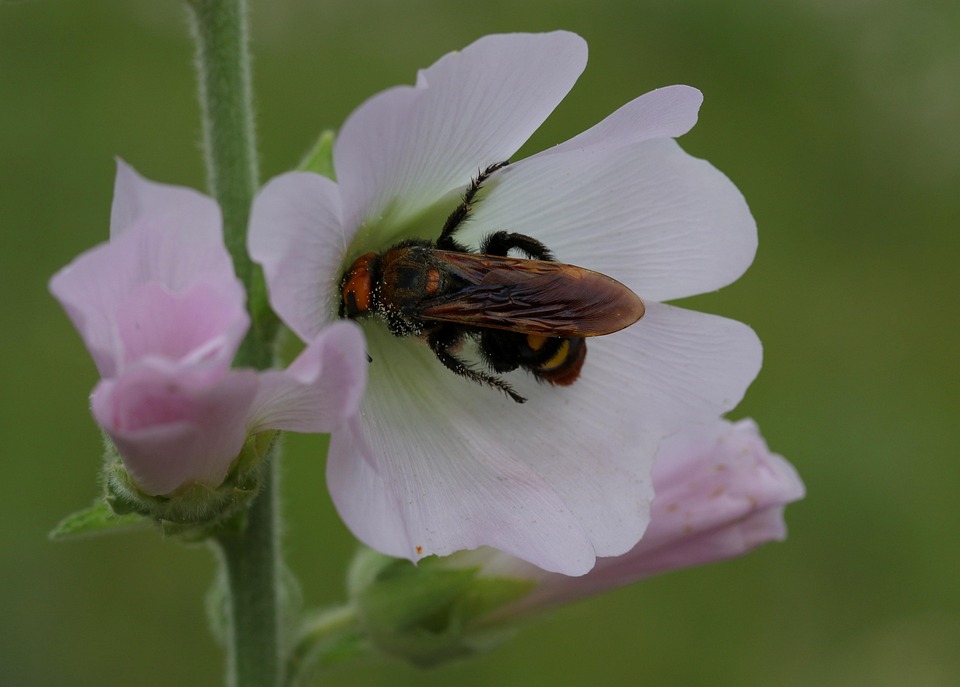 Bee Wasp Big - Free photo on Pixabay