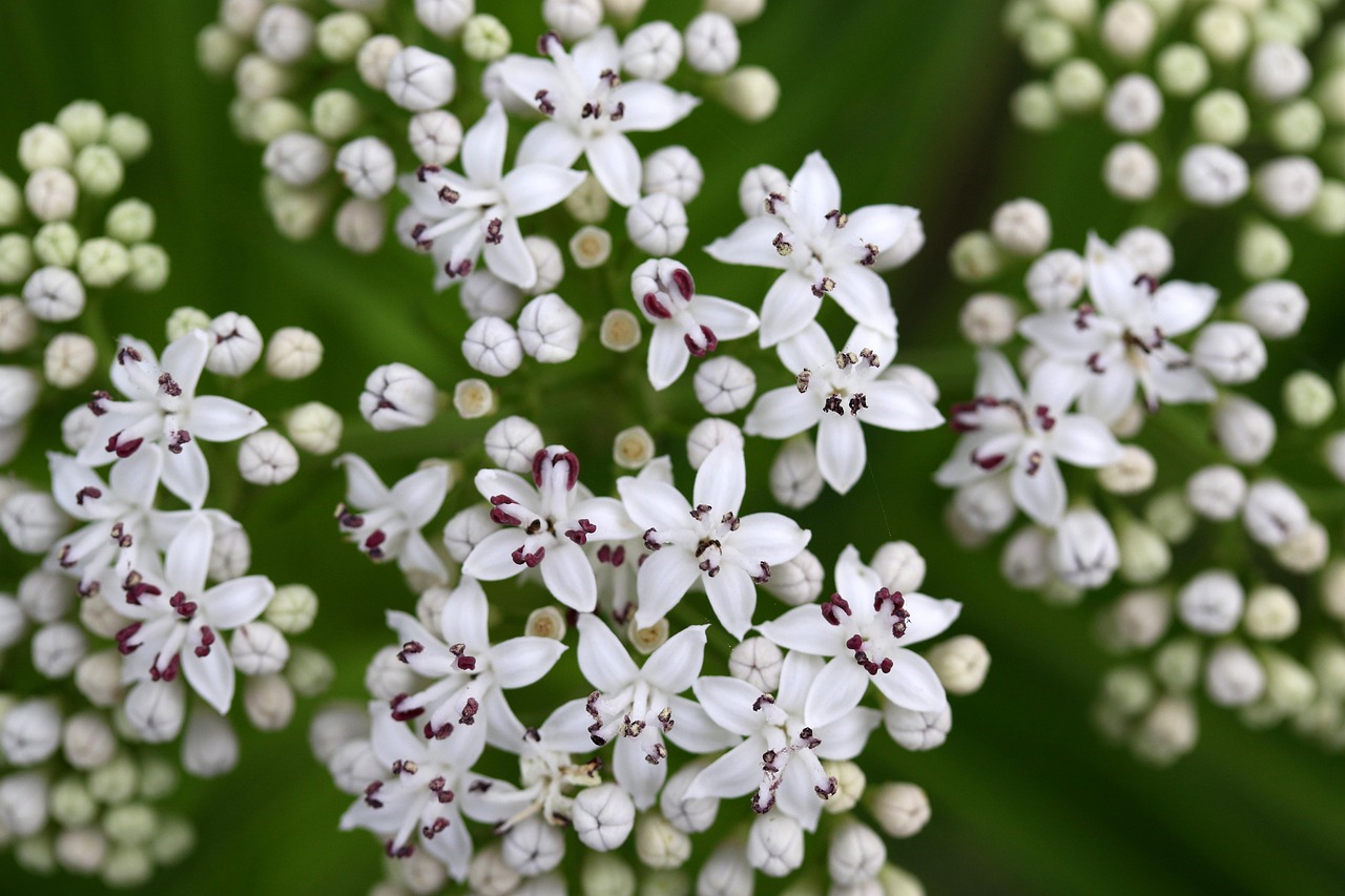 Fleur Blanche Bundle - Photo gratuite sur Pixabay