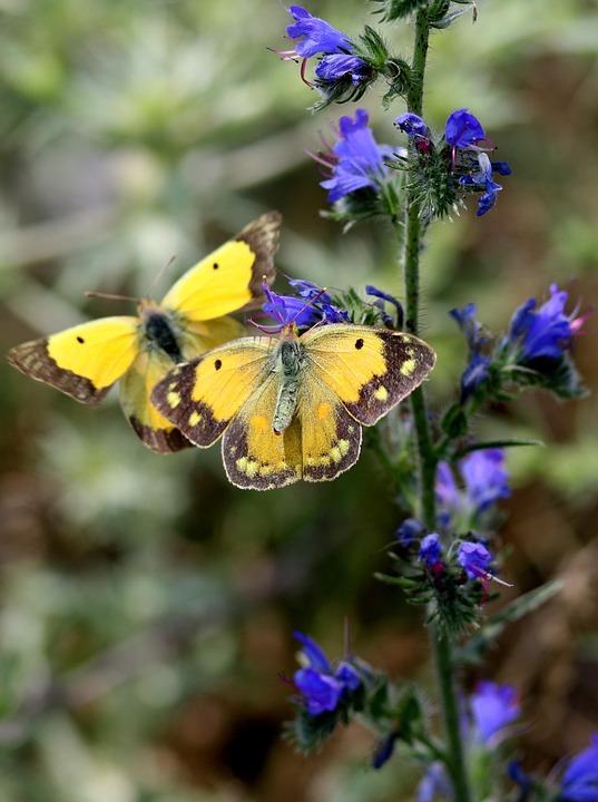 Butterflies Yellow Pairing - Free photo on Pixabay