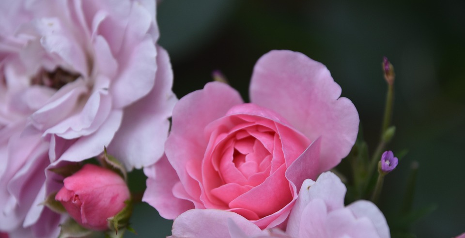 Rosebush Pink Flower - Free photo on Pixabay