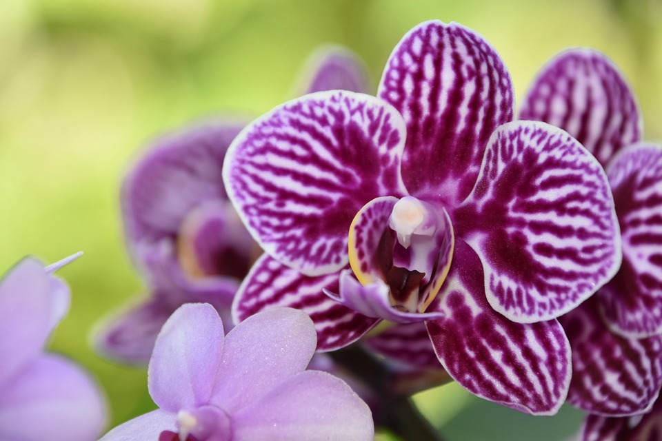 Orchidée Fleur Nature - Photo gratuite sur Pixabay