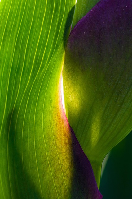 La Nature Macro Fleur Le - Photo gratuite sur Pixabay - Pixabay
