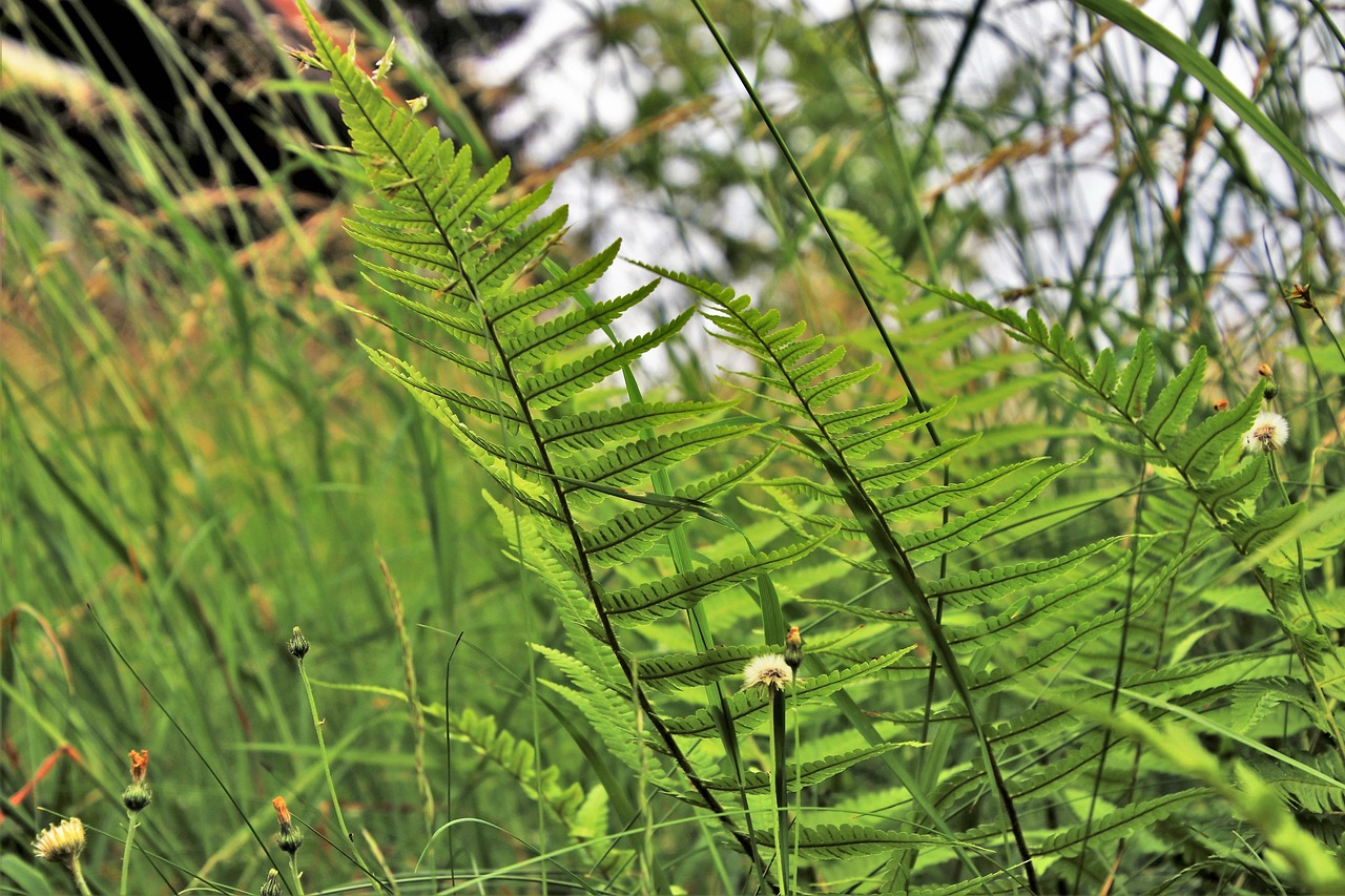3,000+ Free Fern & Nature Photos - Pixabay
