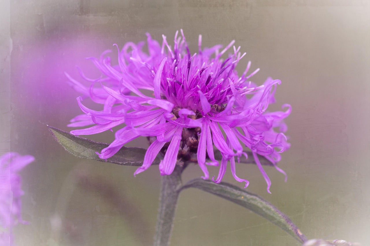 Knäblad Lila Blomma - Gratis foto på Pixabay