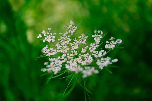 Flor Branco Verde - Foto gratuita no Pixabay - Pixabay