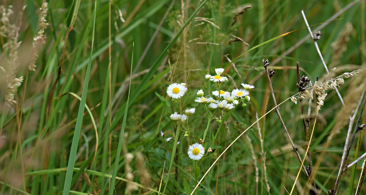Prairie Fleurs Des Champs Gazon - Photo gratuite sur Pixabay - Pixabay