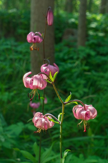 影百合 花 植物 - Pixabay上的免费照片 - Pixabay