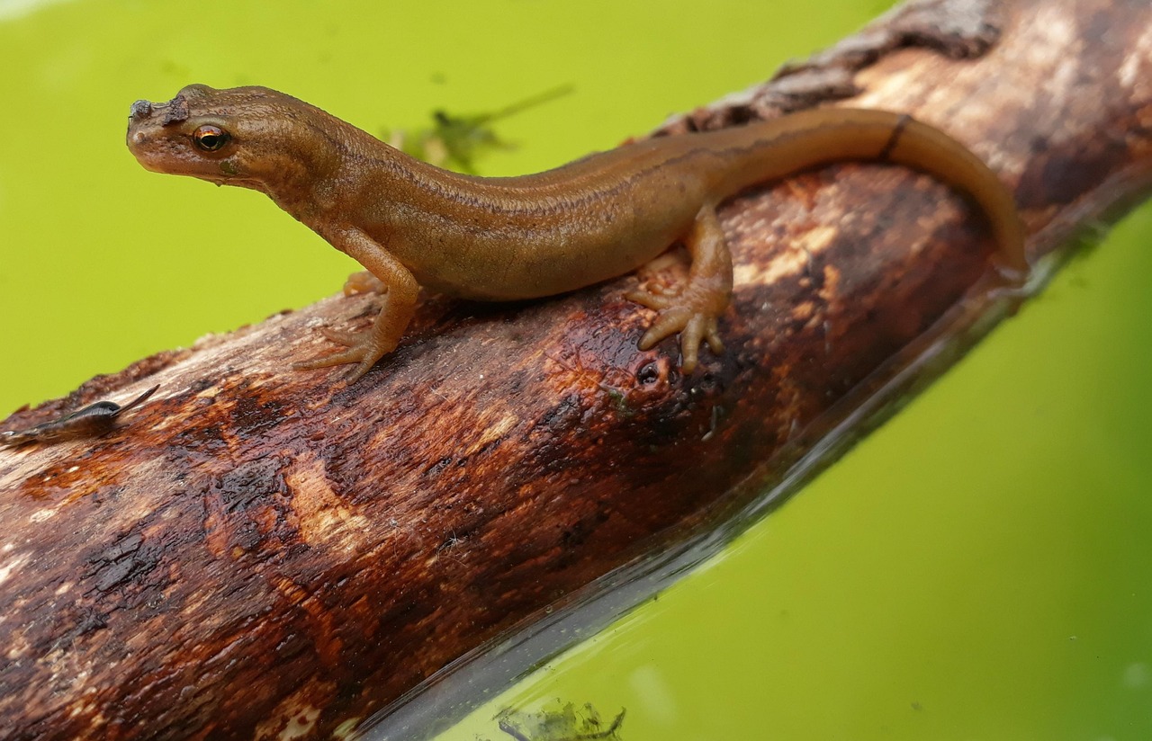 200+ Free Salamander & Nature Photos - Pixabay
