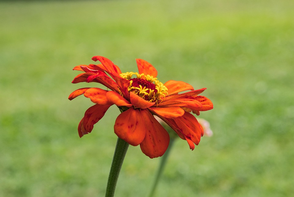 Zinnia Fleur Plante - Photo gratuite sur Pixabay - Pixabay