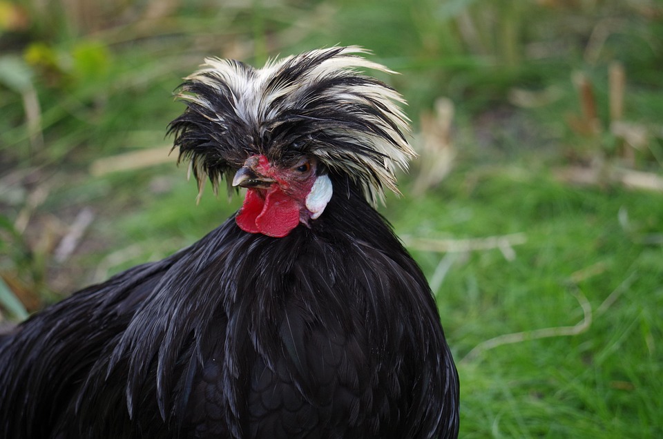 The Farm Hen Animal - Free photo on Pixabay - Pixabay
