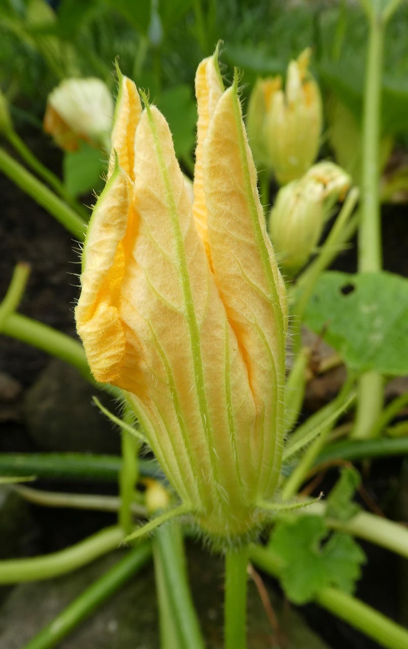 Fleur De Citrouille Jaune Fermer - Photo gratuite sur Pixabay - Pixabay
