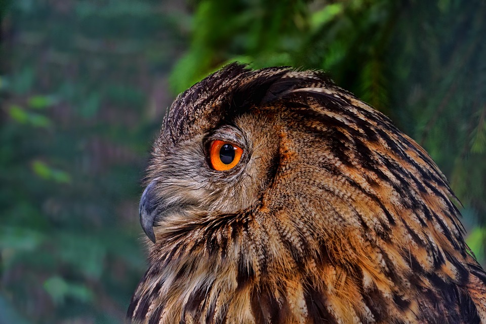 Natur Vogel Eule - Kostenloses Foto auf Pixabay - Pixabay
