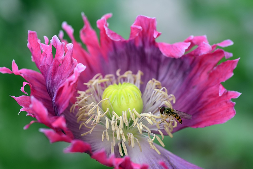 Opium Bunga Poppy Terbang Serbuk - Foto gratis di Pixabay - Pixabay