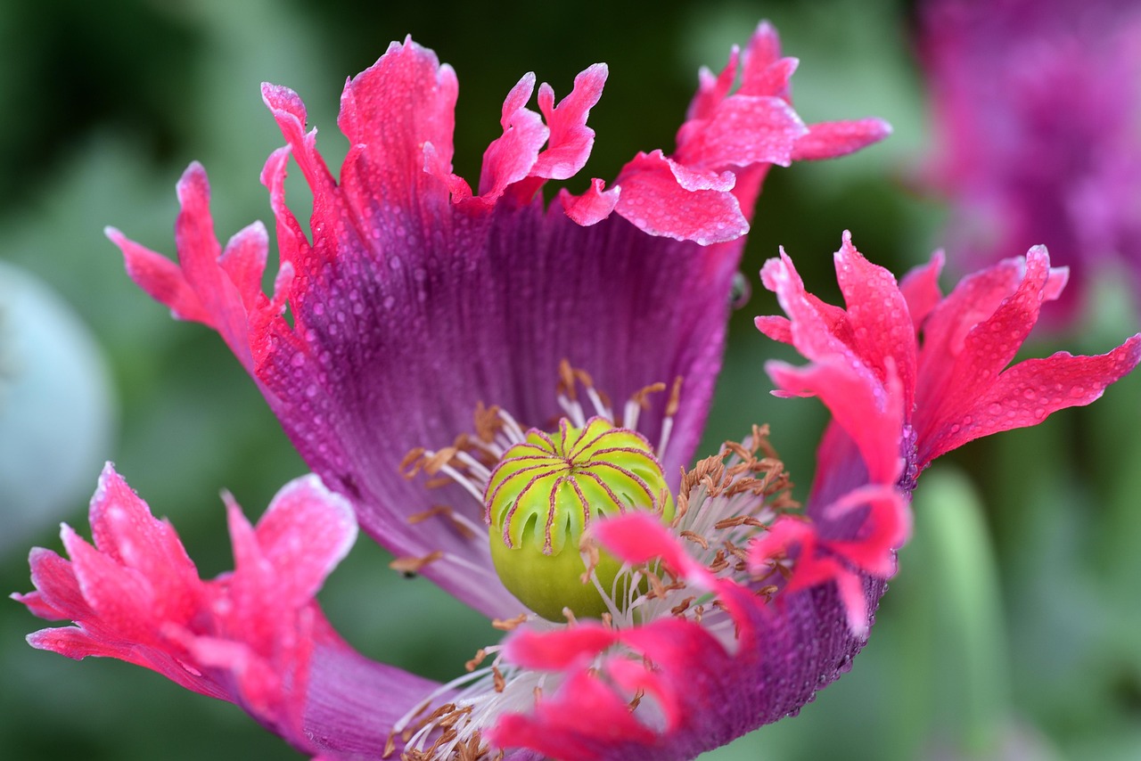 Opium Bunga Poppy Terbang Serbuk - Foto gratis di Pixabay - Pixabay